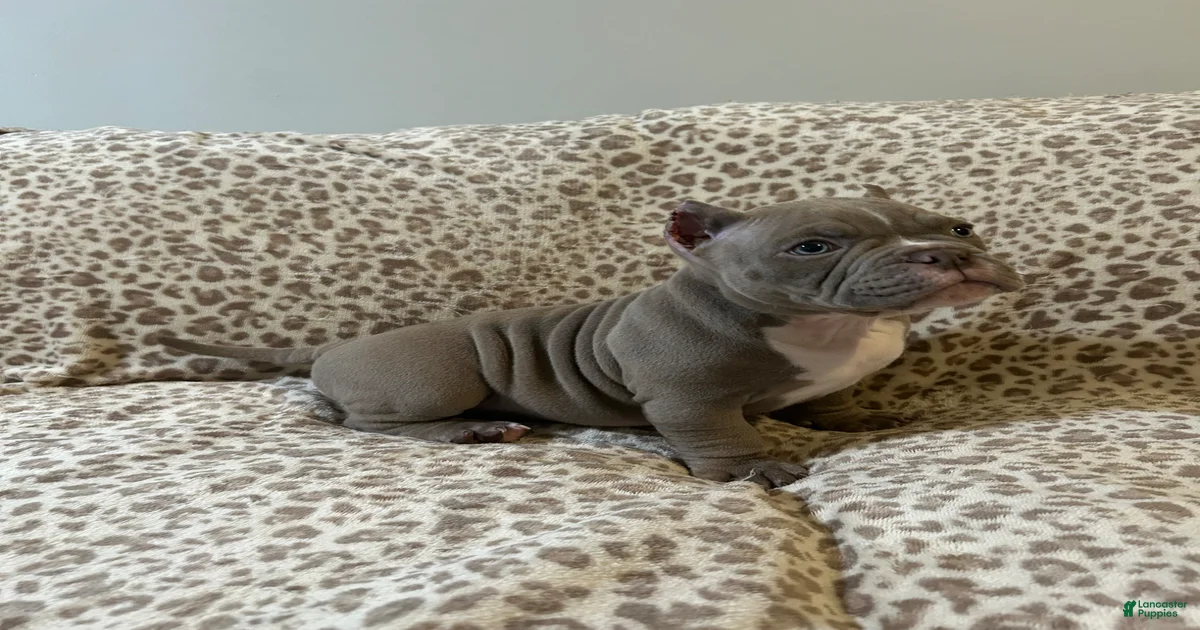 American Bully Puppy 1 American Bully for sale in Huntington ...