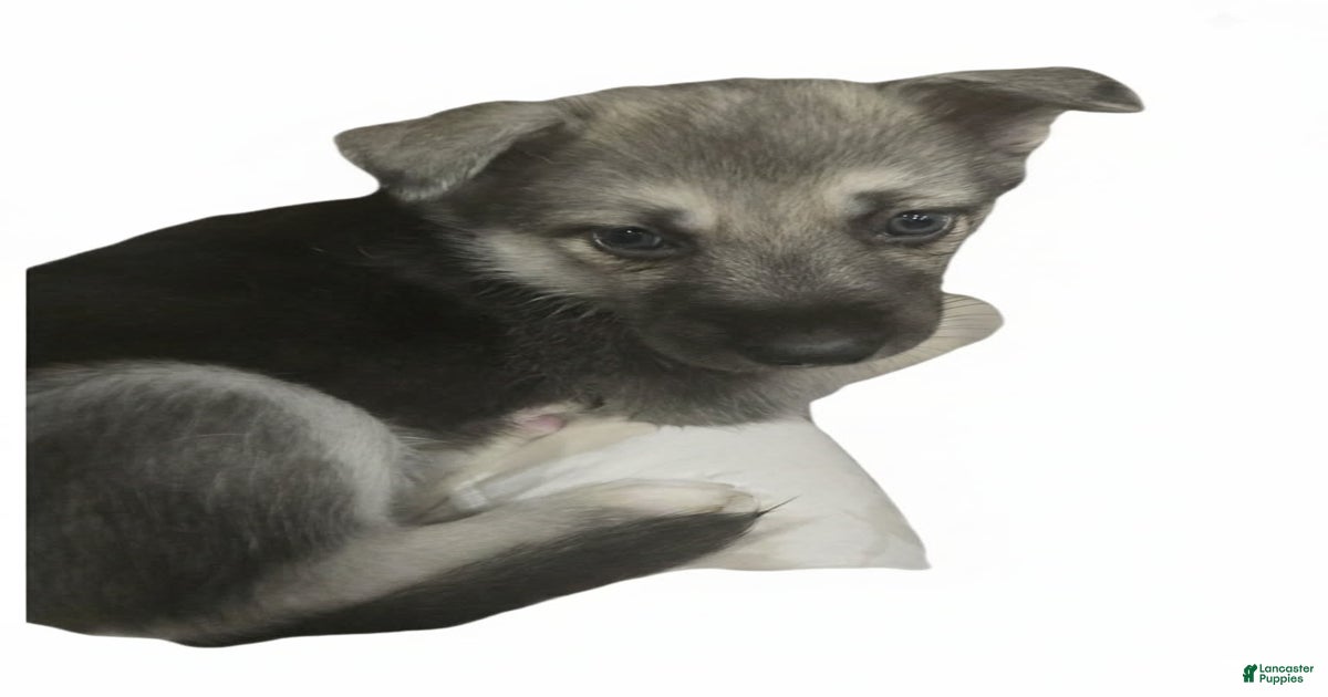 Beauty for sale in Quincy | Lancaster Puppies