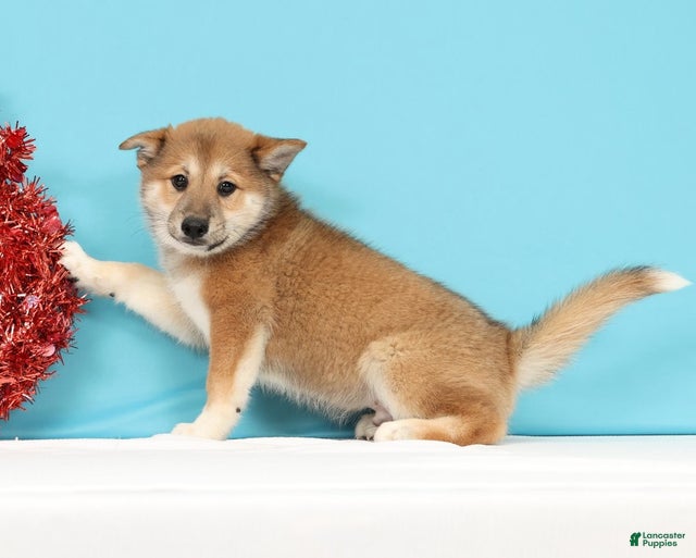 Jasper for sale in Fresno | Lancaster Puppies