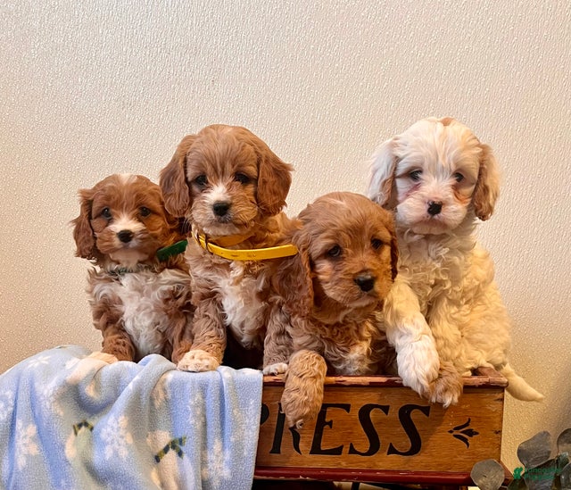 Cookie ️🐾Call 717-475-6780 for sale in Kinzers | Lancaster Puppies