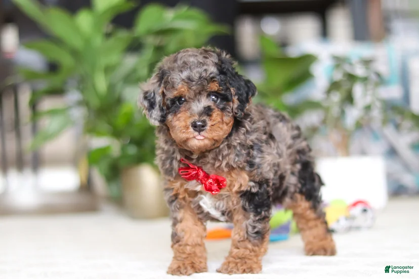 Oakley Cavapoo for sale in Dundee | Lancaster Puppies