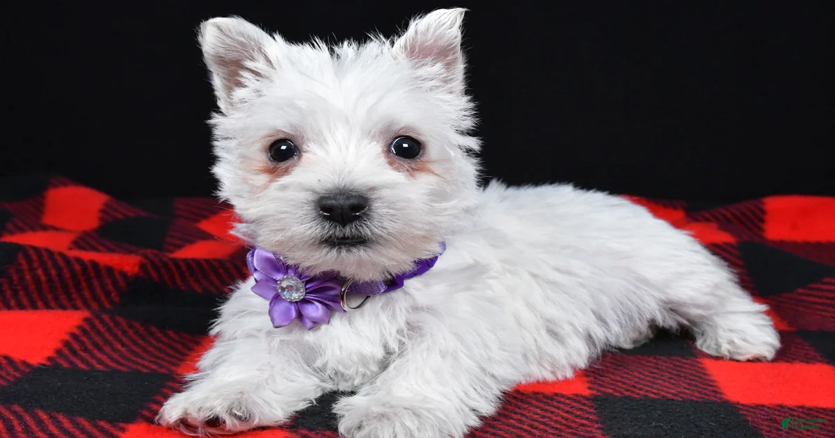 Kayla West Highland Terrier for sale in Millersburg | Lancaster Puppies