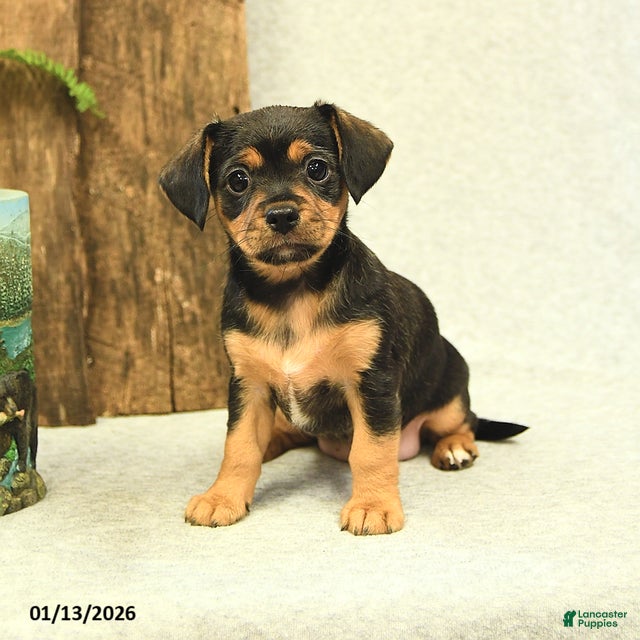 Lacey for sale in Mount Pleasant Mills | Lancaster Puppies