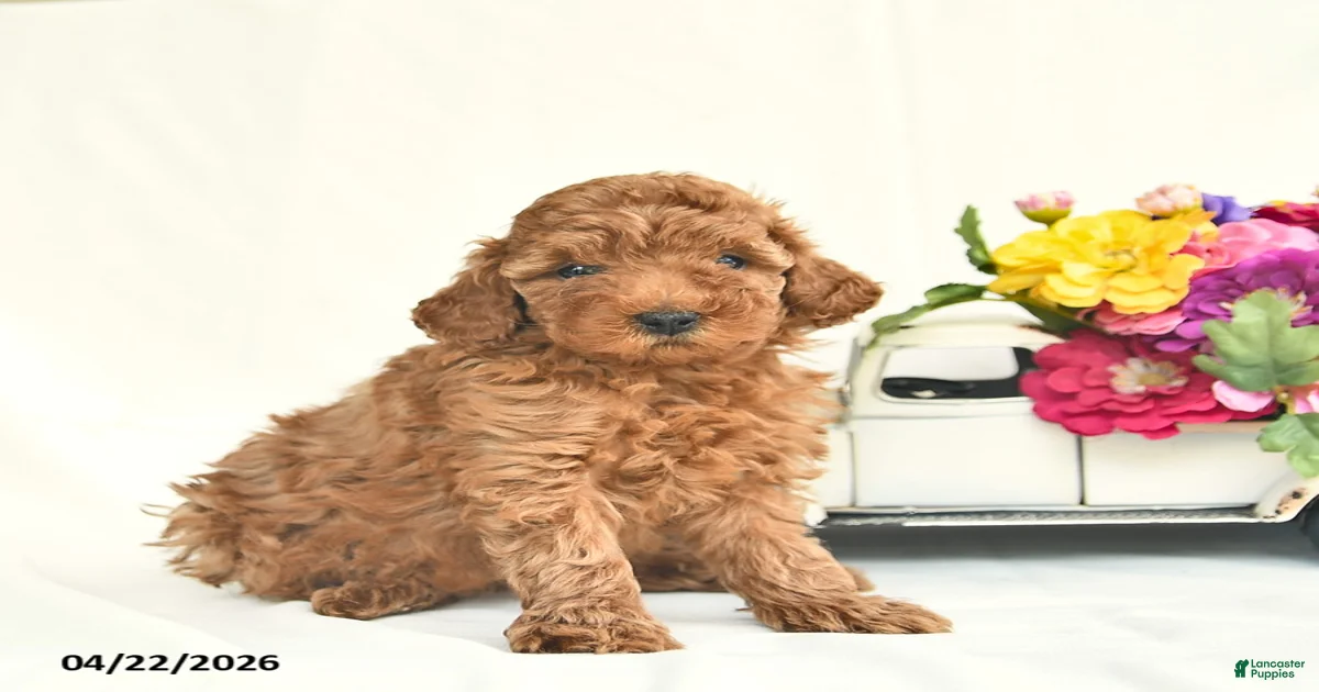 Posie Toy Poodle for sale in Honey Brook | Lancaster Puppies