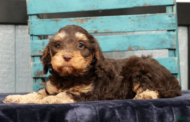 Freya for sale in Baltic | Lancaster Puppies