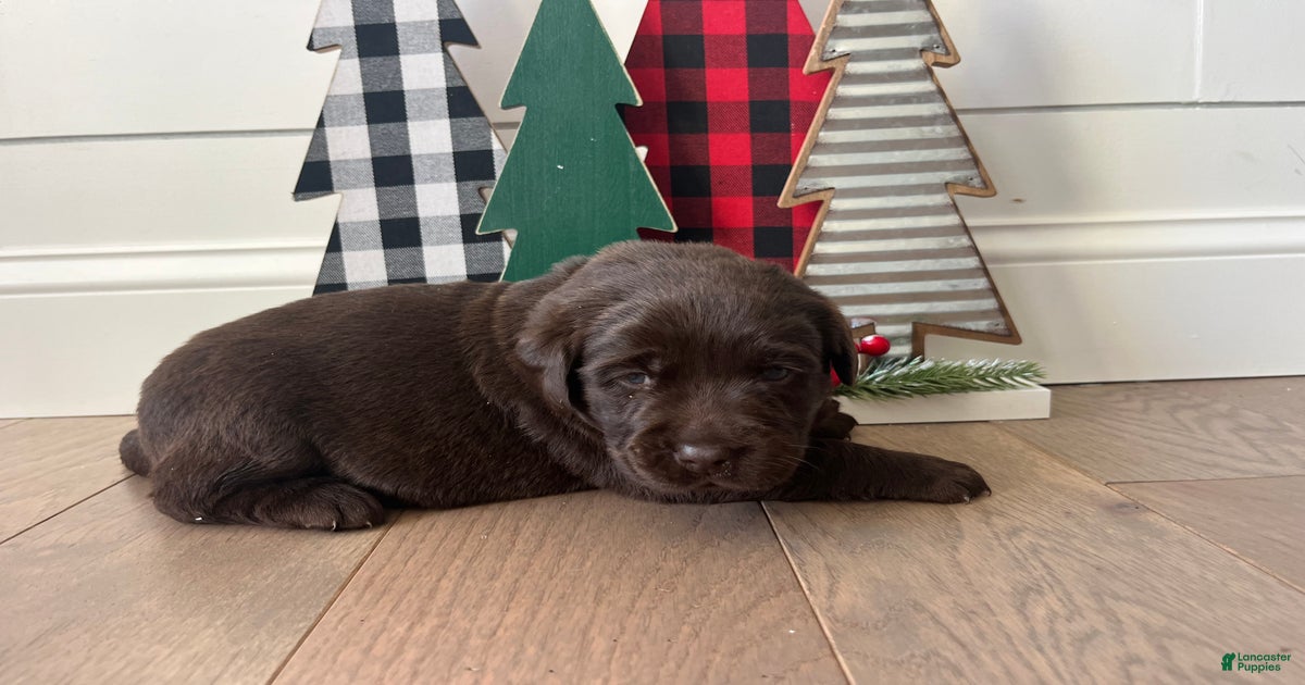 Labrador Retriever Puppy 6 for sale in Montgomery | Lancaster Puppies