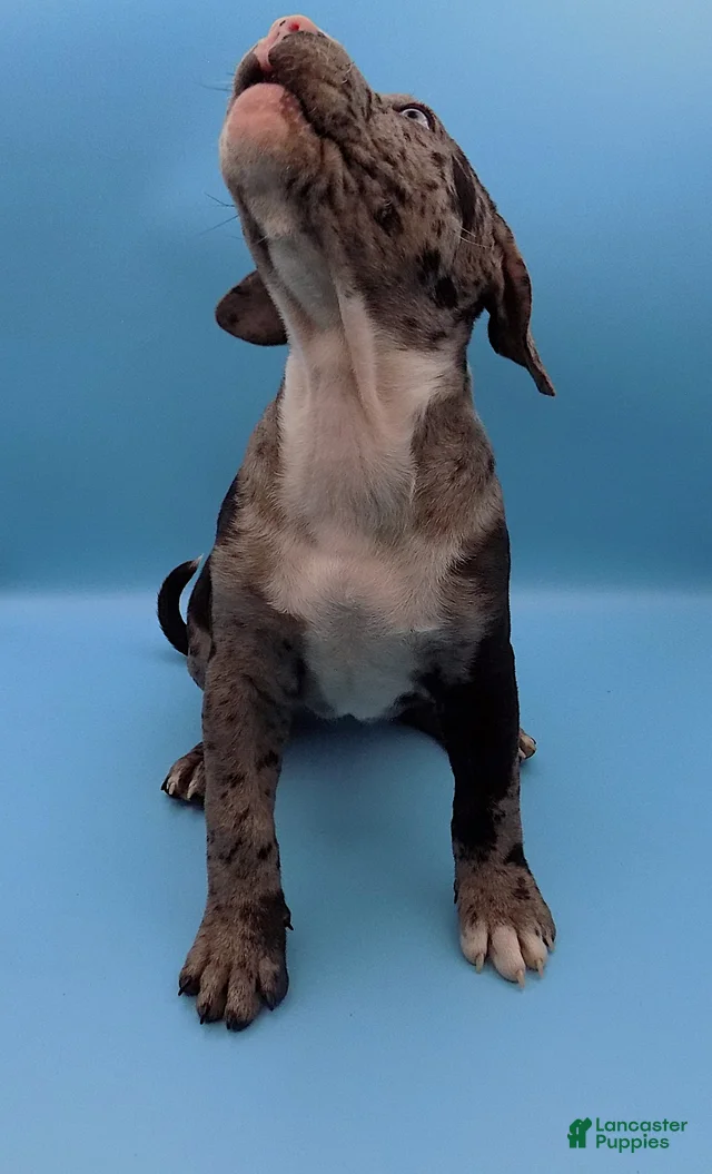 Minnie Mouse for sale in Fort Loudon | Lancaster Puppies