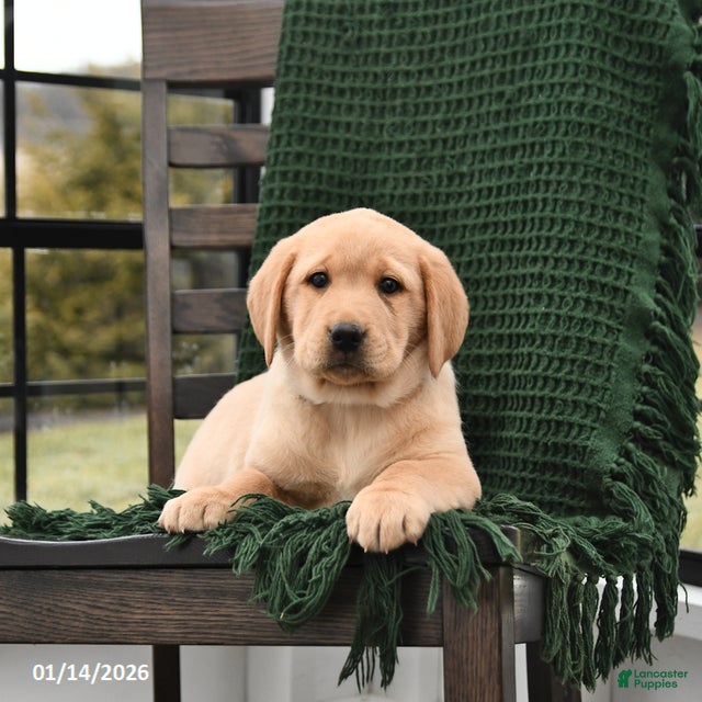 Lucy for sale in Madisonburg | Lancaster Puppies