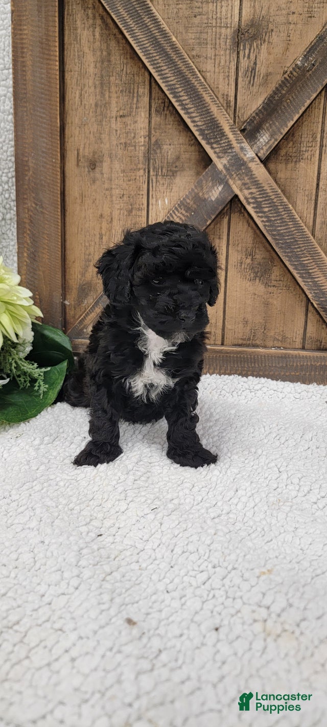 Emo for sale in East Earl | Lancaster Puppies