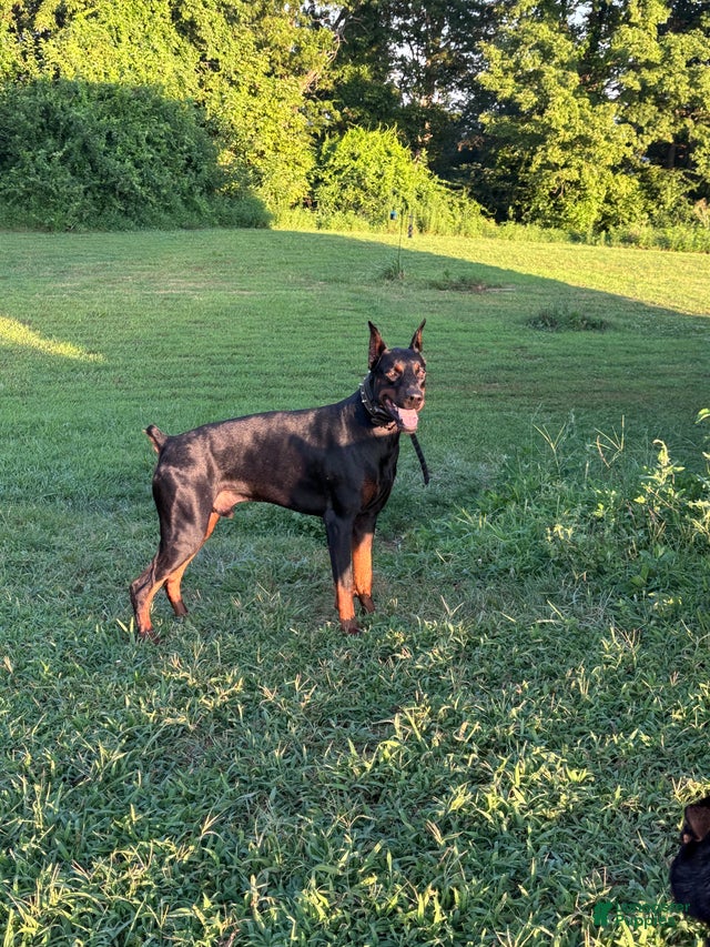 Esme Health tested parents! for sale in Milton | Lancaster Puppies