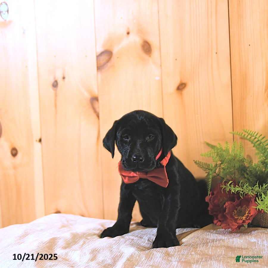 Puppies for sale in Milwaukee, Wisconsin | Lancaster Puppies
