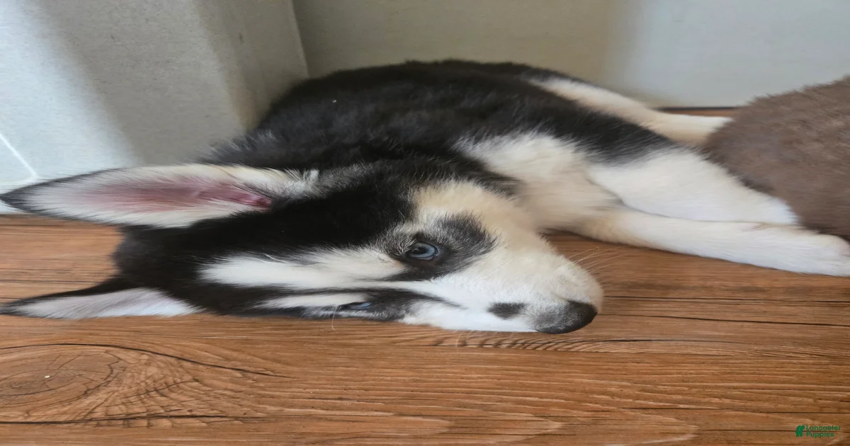 Siberian Husky Puppies for sale | Lancaster Puppies