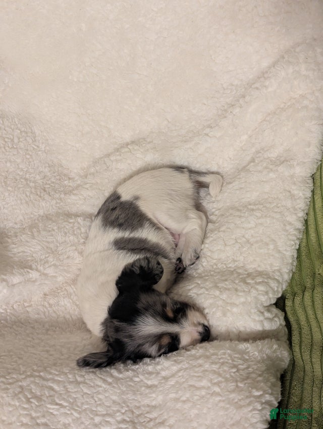 Annie for sale in Newville | Lancaster Puppies