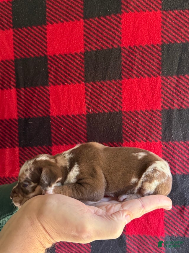 Catahoula Leopard Dog Puppy 5 for sale in Keithville | Lancaster Puppies