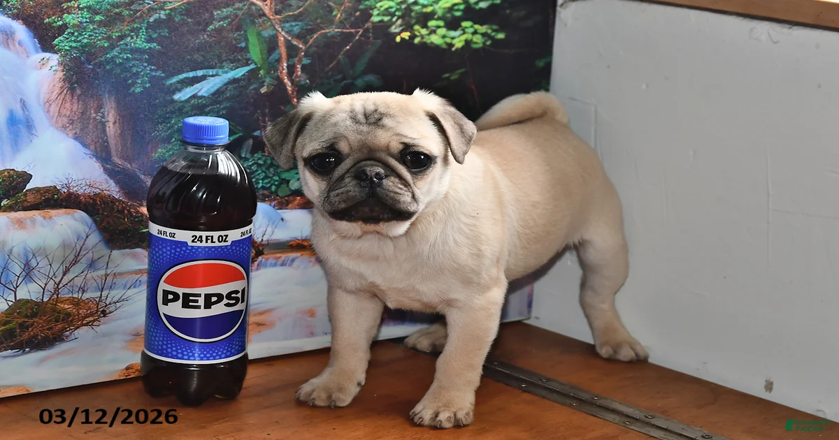 Donald Pug for sale in Emlenton | Lancaster Puppies