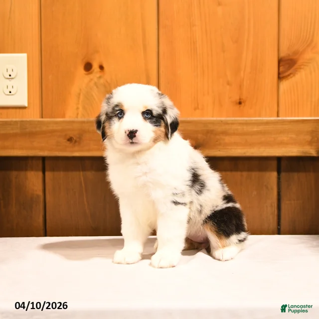 Koala Miniature Australian Shepherd for sale in East Earl | Lancaster ...