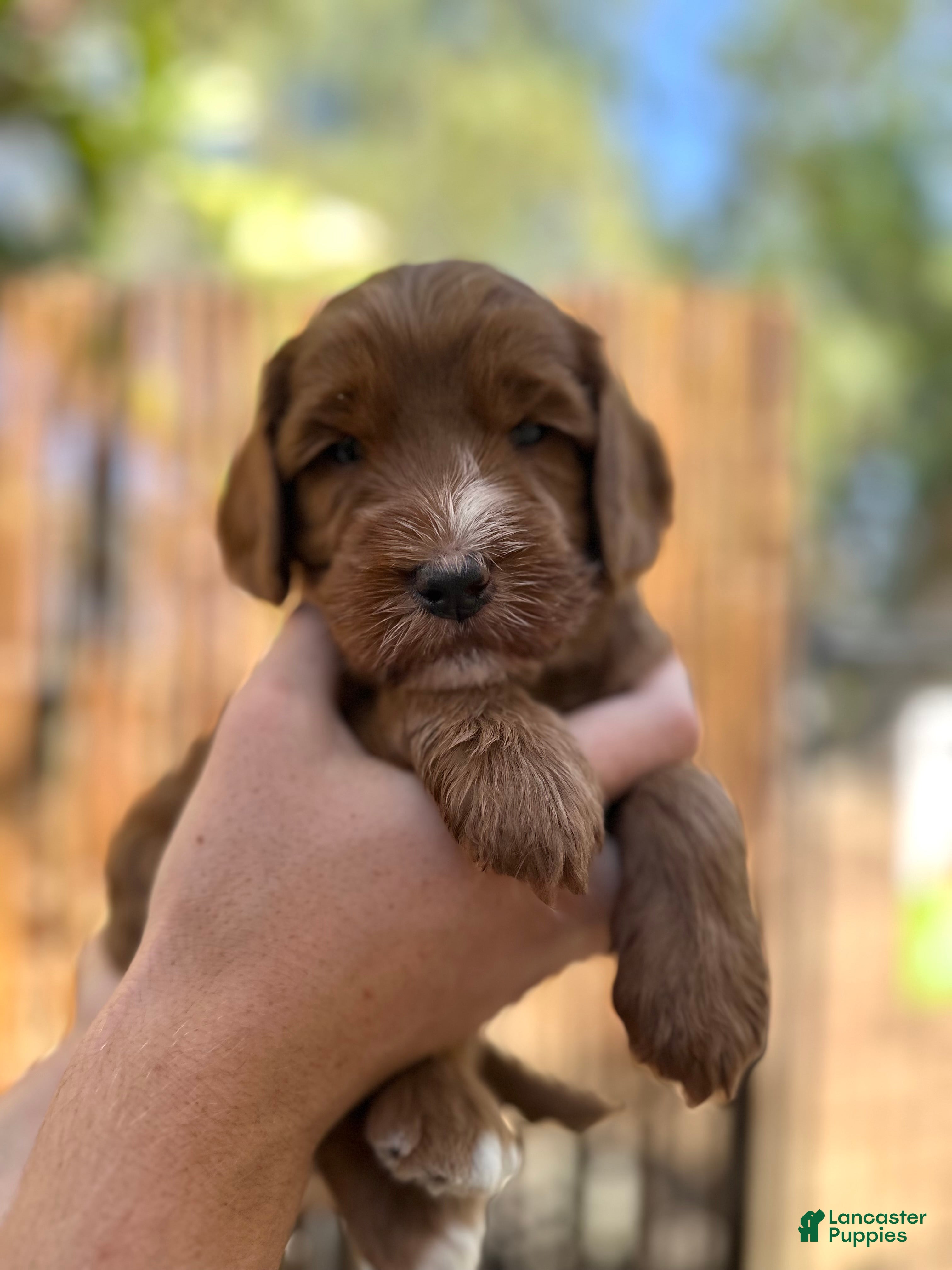 Patch Australian Labradoodle for sale in Riverside | Lancaster Puppies
