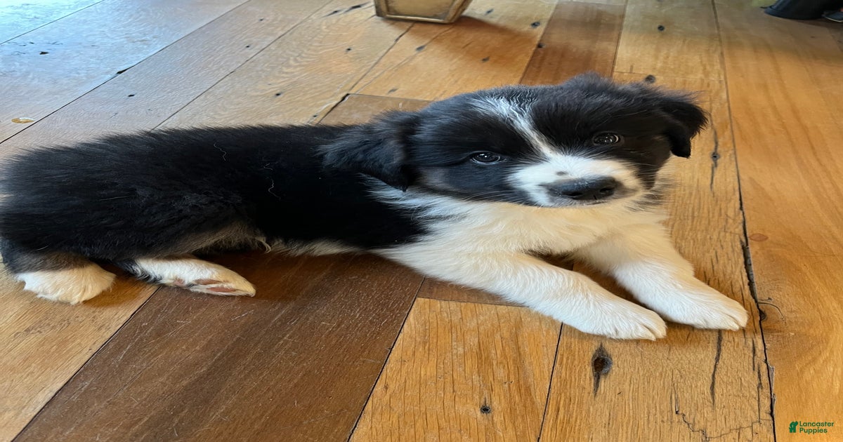 Joey for sale in Rosedale | Lancaster Puppies