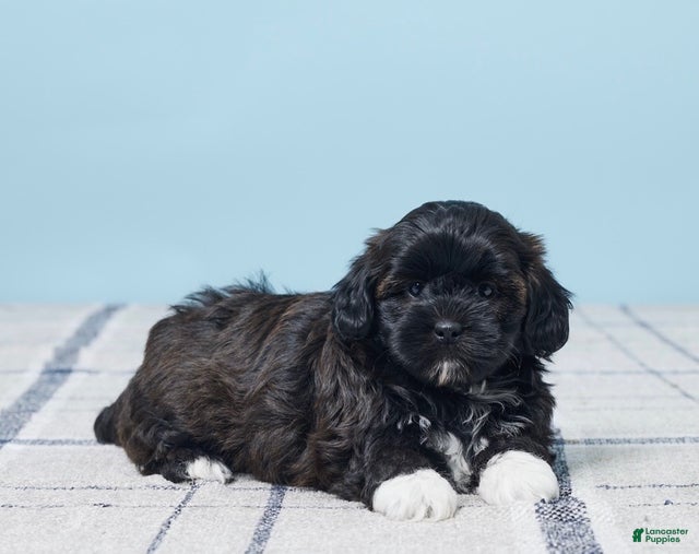 Millie for sale in Dover | Lancaster Puppies