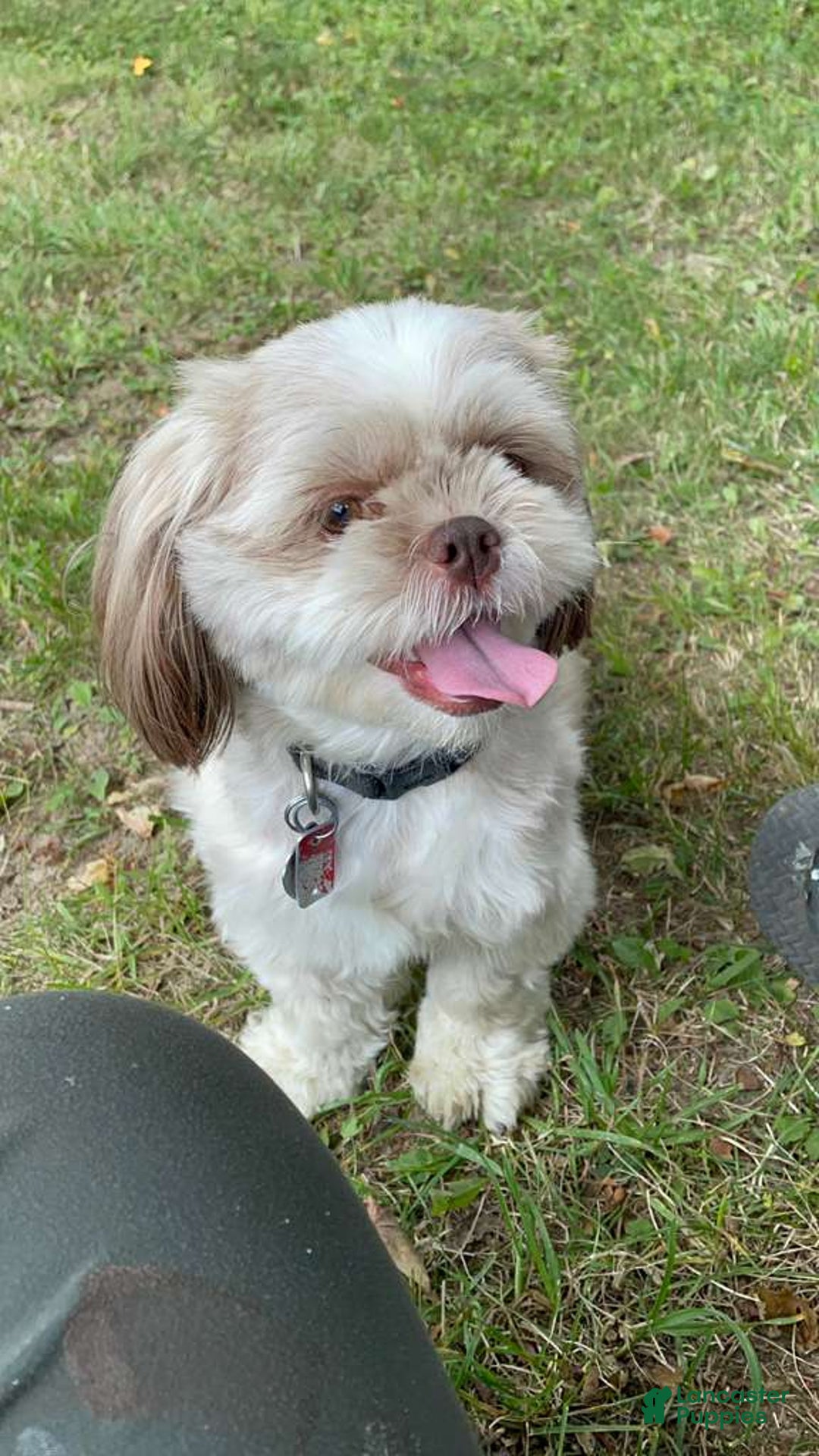 Axel for sale in Mifflintown | Lancaster Puppies