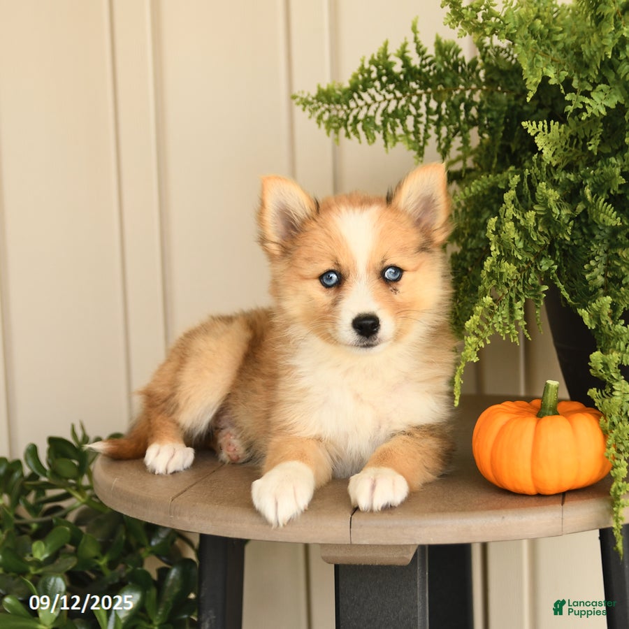 Pomsky Puppies for sale | Lancaster Puppies