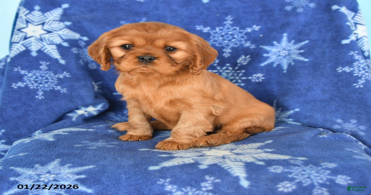 Nadia for sale in Upper Leacock Township | Lancaster Puppies