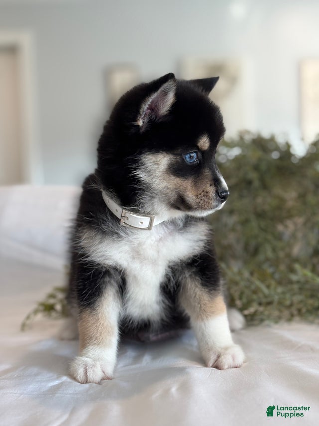 Flash Pomsky Puppy 1 for sale in Fredericksburg | Lancaster Puppies
