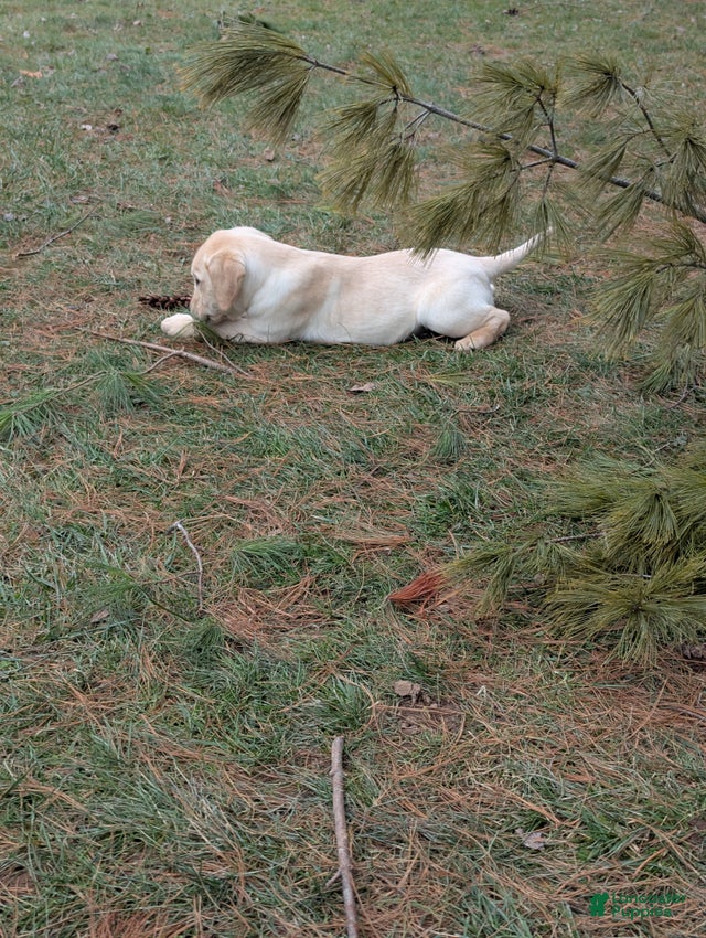 Jack for sale in Savannah | Lancaster Puppies