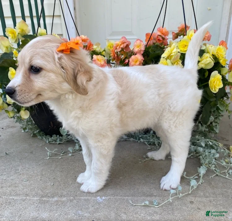 Star Mini Goldendoodle for sale in Quarryville | Lancaster Puppies