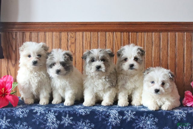 Fiona for sale in Reedsville | Lancaster Puppies