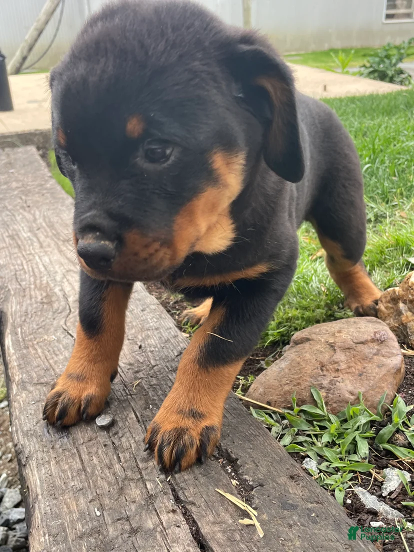Dakota Rottweiler for sale in Lancaster | Lancaster Puppies