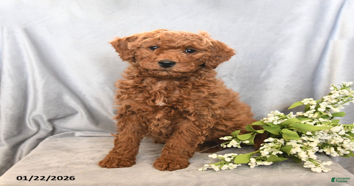 Joey for sale in Belleville | Lancaster Puppies