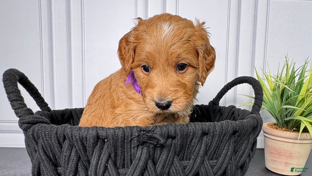 Mandie Mini Goldendoodle for sale in Millersburg | Lancaster Puppies