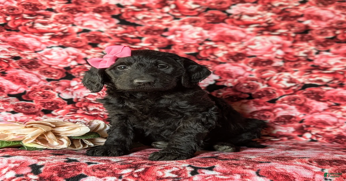 Felicia Standard size Hypoallergenic for sale in Oxford | Lancaster Puppies