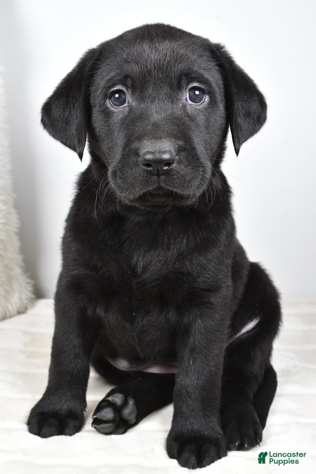 Lucy for sale in Fredericksburg | Lancaster Puppies