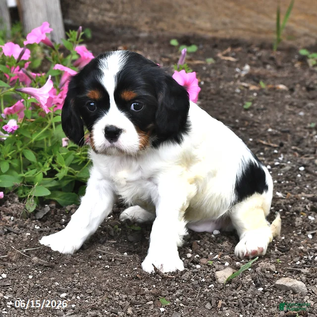 Candy Cavalier King Charles Spaniel for sale in Millersburg | Lancaster ...