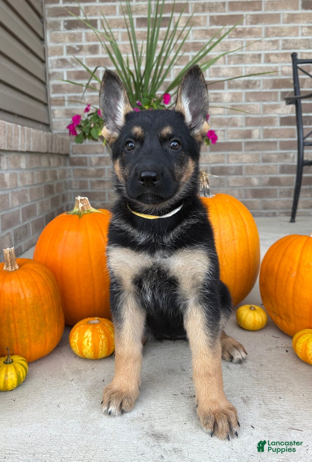 Roger for sale in Carey | Lancaster Puppies