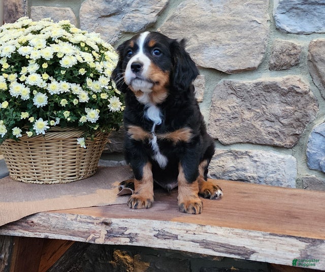 Miniature Bernese Mountain Dog Puppy 3 for sale in Myerstown ...