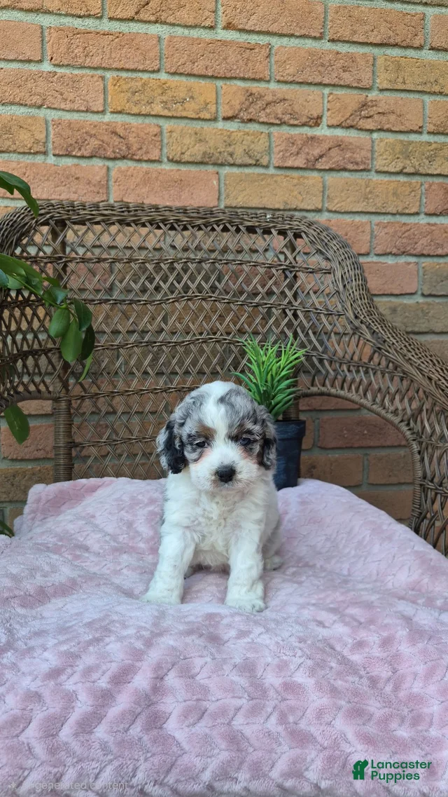 Annie Cockapoo for sale in Sugarcreek | Lancaster Puppies