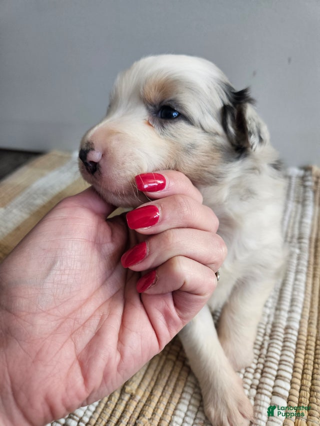 Charlie blue eyes for sale in Crab Orchard | Lancaster Puppies