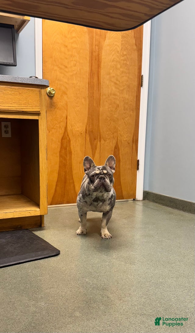 Jixy for sale in Middletown | Lancaster Puppies