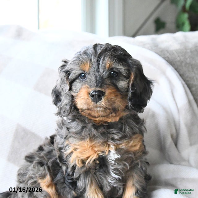 Cody for sale in Millerstown | Lancaster Puppies