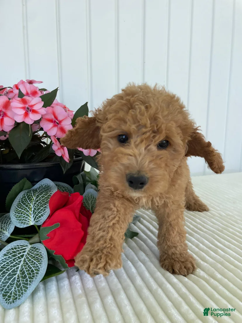 Thistle Mini Goldendoodle for sale in Montgomery | Lancaster Puppies