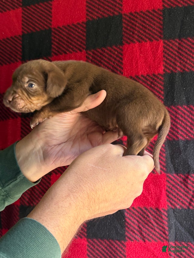 Catahoula Leopard Dog Puppy 2 for sale in Keithville | Lancaster Puppies