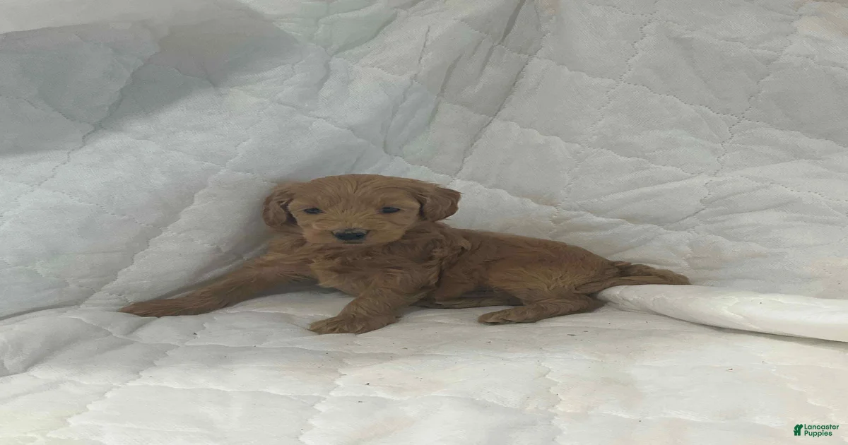 Blazer Mini Goldendoodle for sale in Stanley | Lancaster Puppies