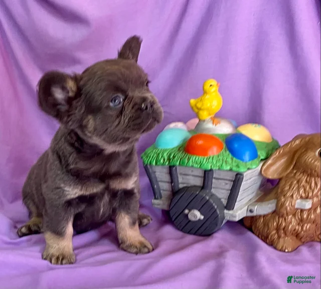Tracy Lynch | Lancaster Puppies