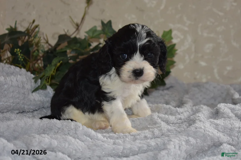 Leanna Cavapoo for sale in Cambridge City | Lancaster Puppies