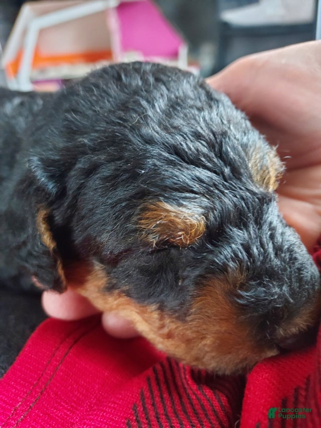 Airedale Terrier Puppy 3 for sale in Abbeville | Lancaster Puppies