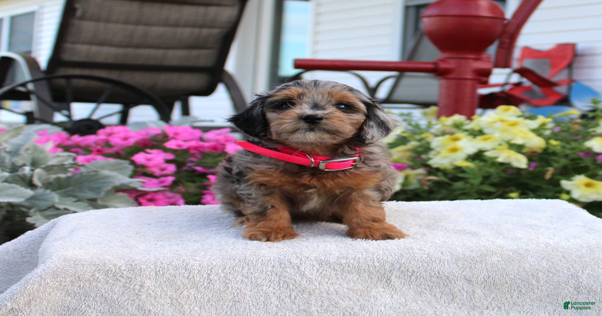 Fiona for sale in Richfield Springs | Lancaster Puppies