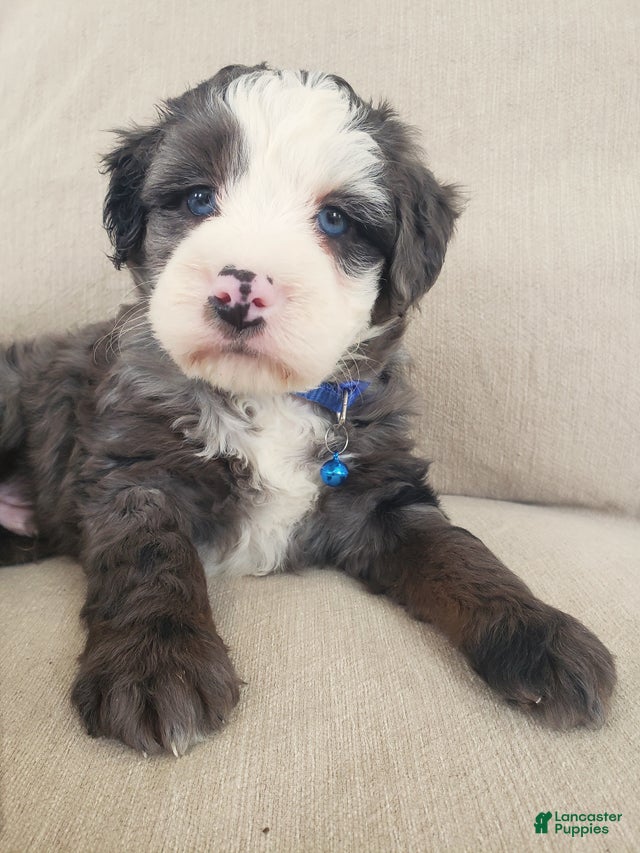 Apollo for sale in Baltic | Lancaster Puppies